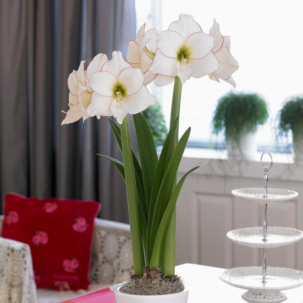 Amaryllis - PICOTEE - Hippeastrum