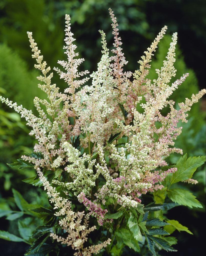 Astilbe Peaches and Cream