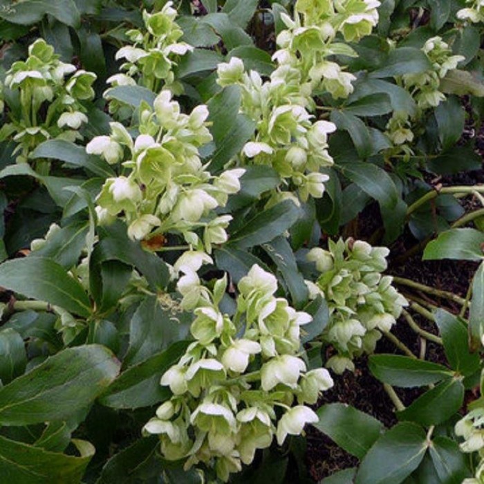 Helleborus Argutifolia - Hellebore argutifolius - Corsican Hellebore ...