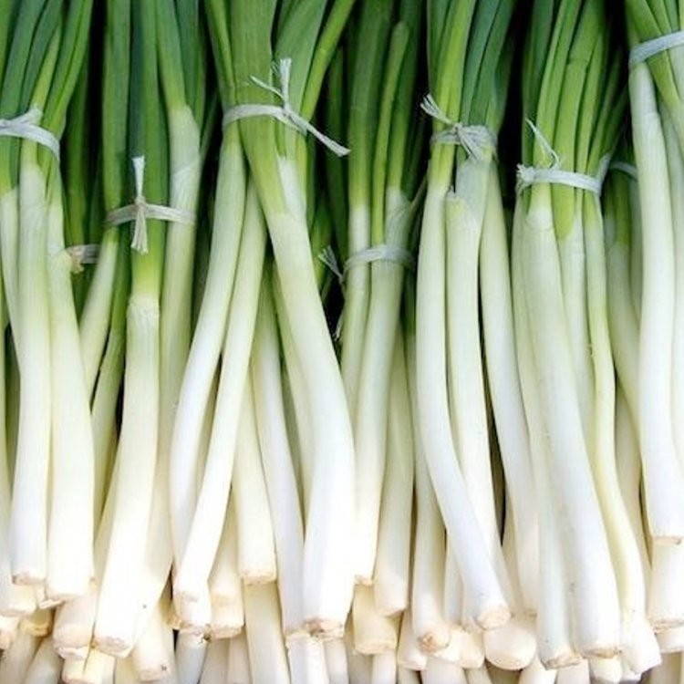 Spring Onions 'White Lisbon' - Pack of TWELVE Plants