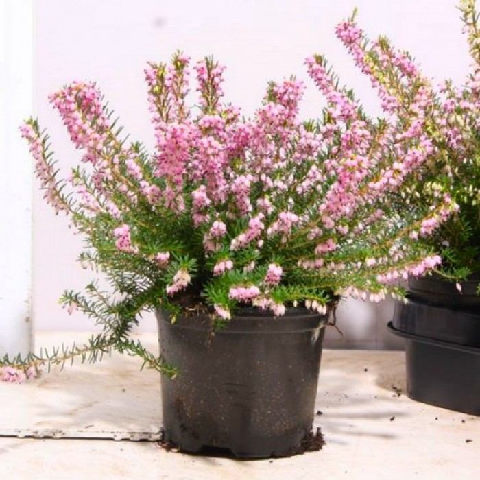 Erica darleyensis 'Darley Dale' - Pink Winter Flowering Heather