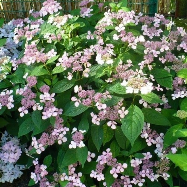 Hydrangea shrubs for sale UK | Buy Hydrangea plants online UK