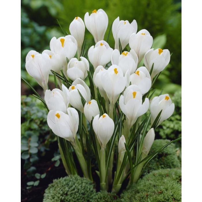 Crocus White