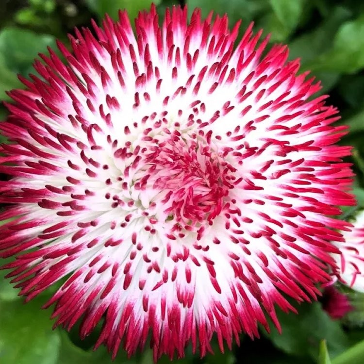 Bellis Habernera RED TIPPED WHITE - Pack of SIX Plants