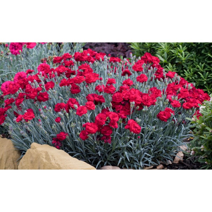 Dianthus Rebekah - Sumptuous Crimson Cherry Red Flowers - In Bud & Bloom