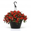 Busy Lizzie 'Glimmer Bright Red' - Double Flowering Impatiens