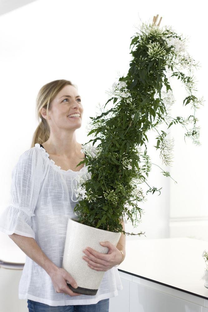 Perfumed Chinese Jasmin - Large 100-120cm Pyramid - Jasminium ...