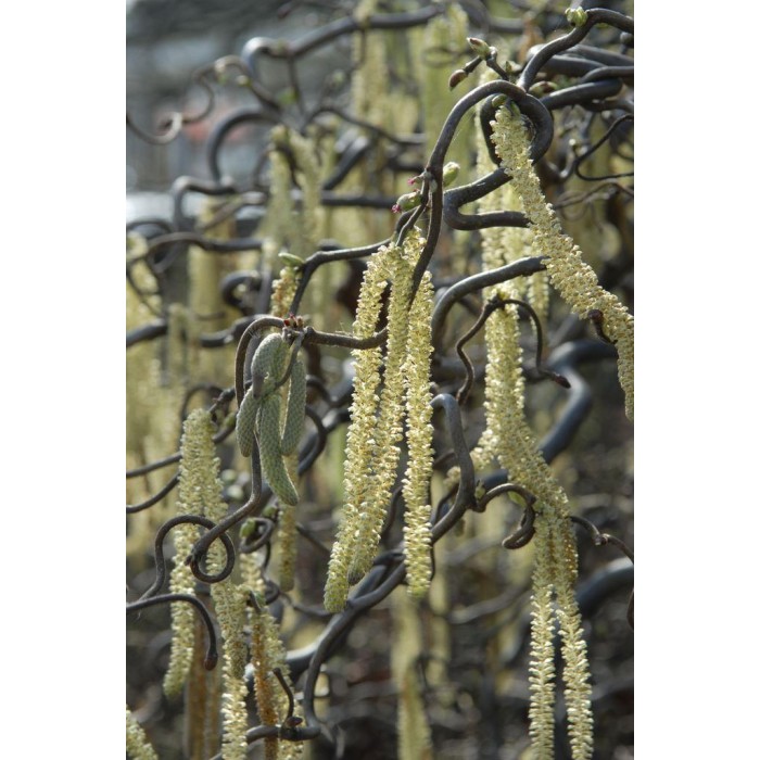 Corylus avellana Contorta - Large Corkscrew Hazel - Specimen Plant