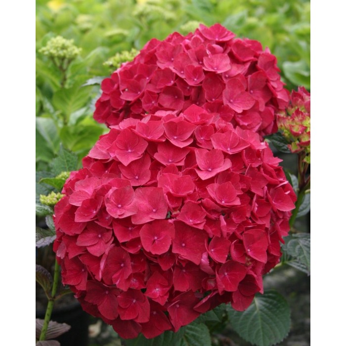 Hydrangea macrophylla 'Magical Ruby Red' - Large Flowered Mophead ...