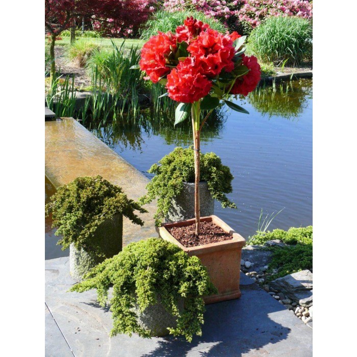 Red Jack Rhododendron Tree - 80cms