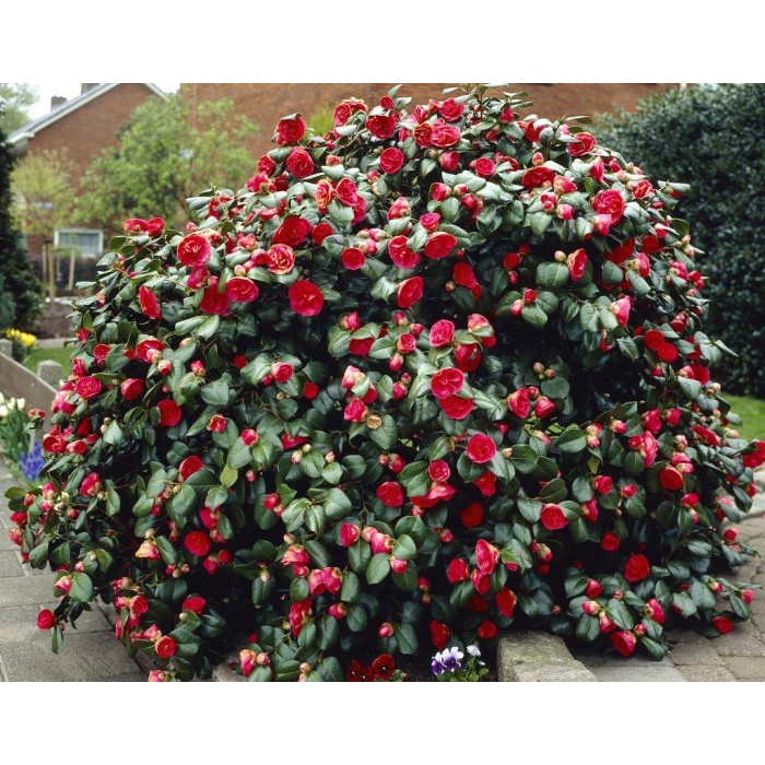 Camellia Nikisi Kerin