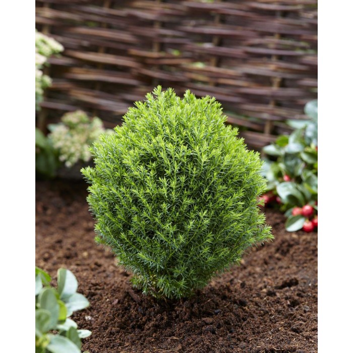 Thuja occidentalis 'Teddy' - Dwarf Slow Growing Conifer