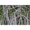 Buddleja alternifolia Unique - Buddleia Butterfly Bush - LARGE