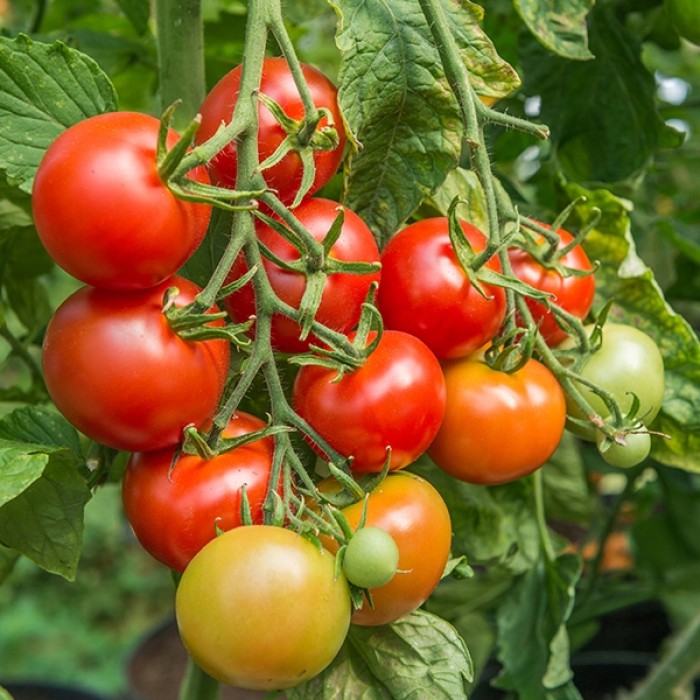 Traditional Tomato Collection - Pack of SIX Plants