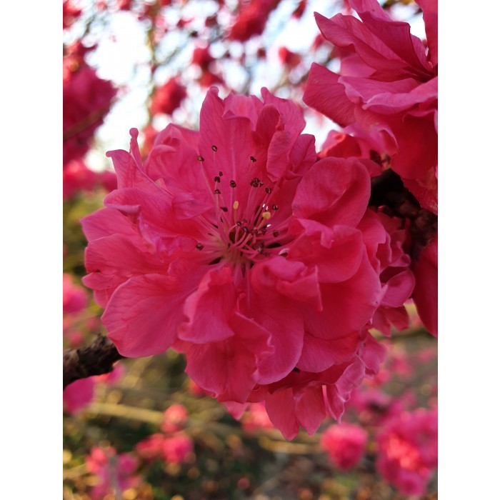 Prunus persica Taoflora Red - circa 150cms tall