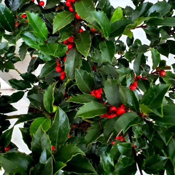 Ilex meserveae 'Blue Maid' - Evergreen Female Holly Shrub in Berry ...