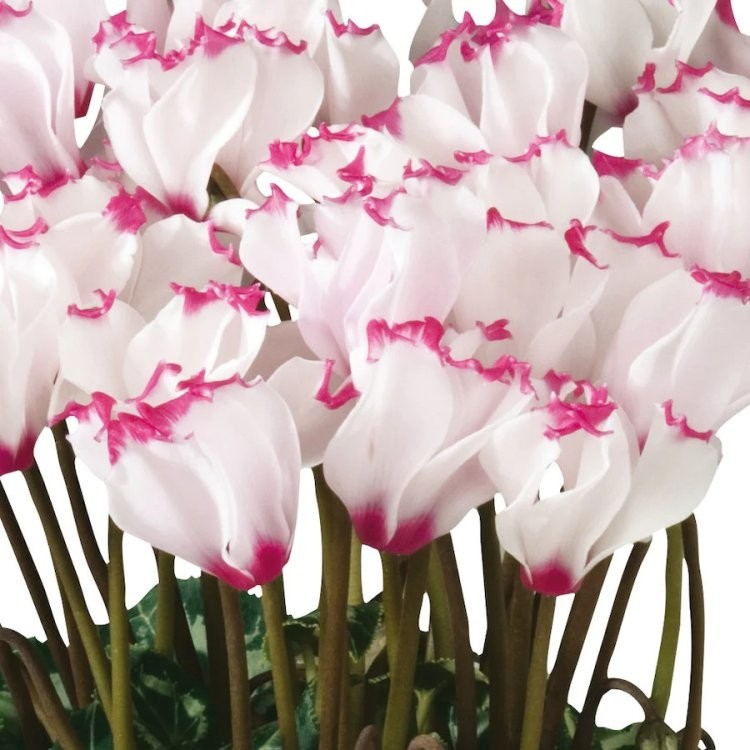 LARGE Cyclamen Victoria Plant In Bud & Bloom