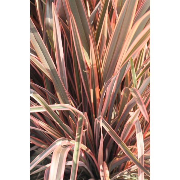 Buy Phormium plants online | Phormium shrubs for UK delivery