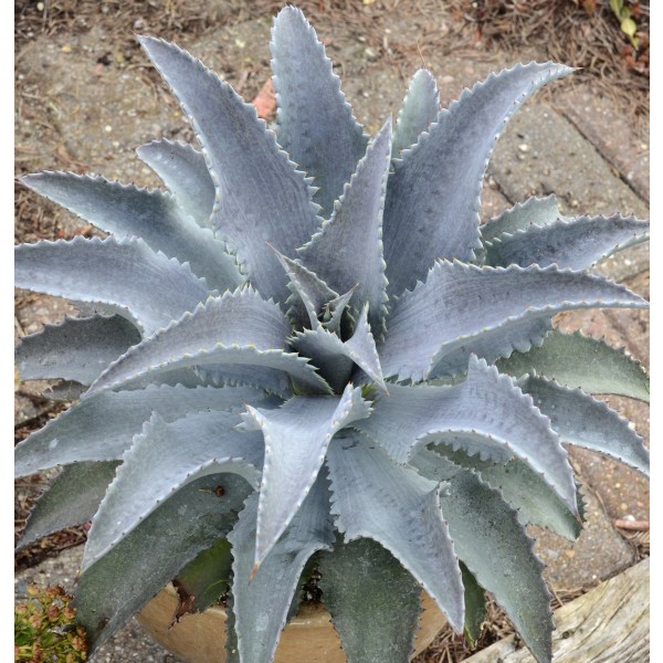 Mangave plants | False Agave | buy Mangave plants online UK