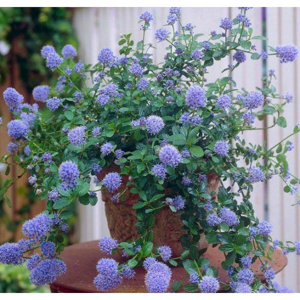 Ceanothus thyrsiflorus Millerton Point - Snow Flurries Evergreen White ...