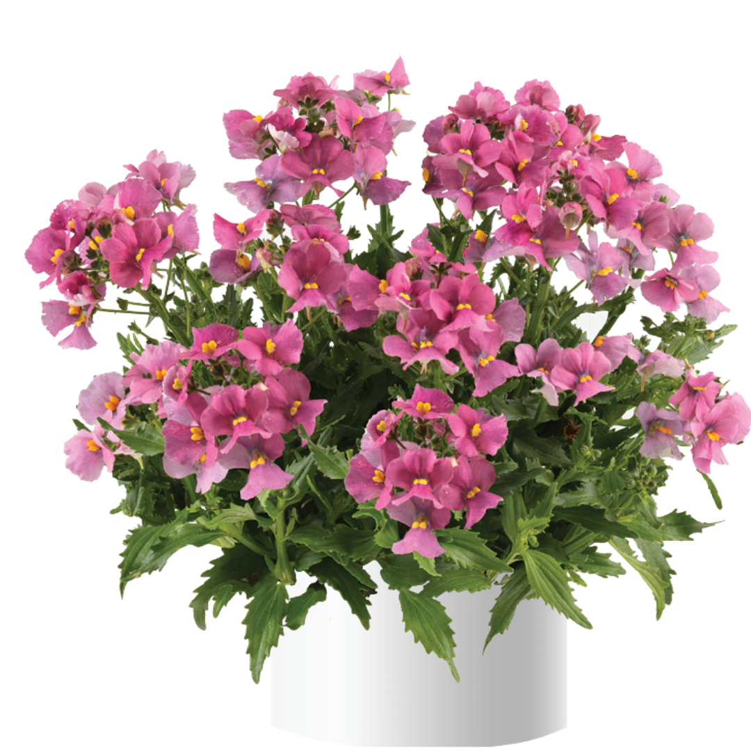 Pink Basket & Patio Collection - Pack of SIX Potted Plants