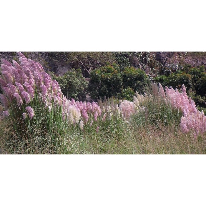 Cortaderia selloana Rosea - Pink Pampas Grass