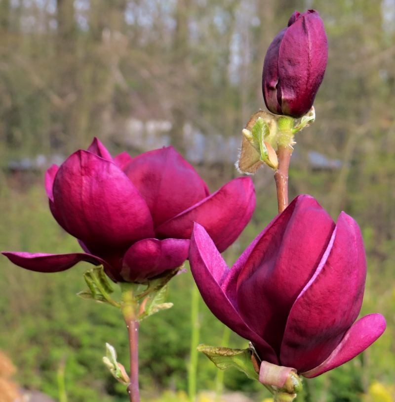 Magnolia Genie - Amazing Purple Black Magnolia - Giant Flowered Black ...