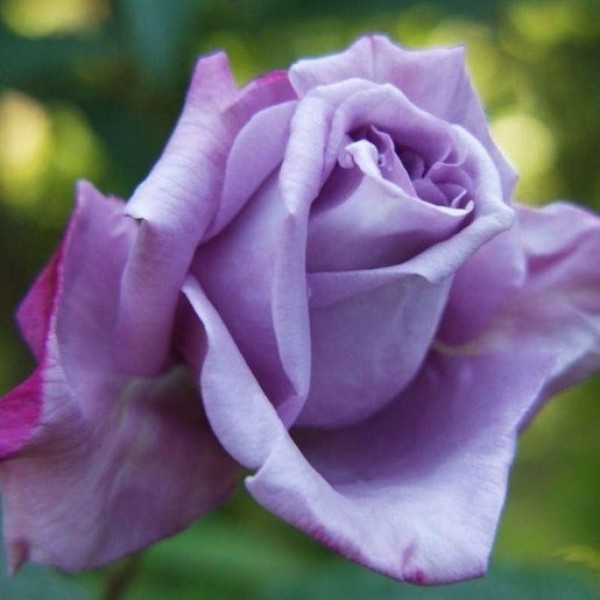 Page 4 | Climbing Roses for Sale UK | Gardening Express