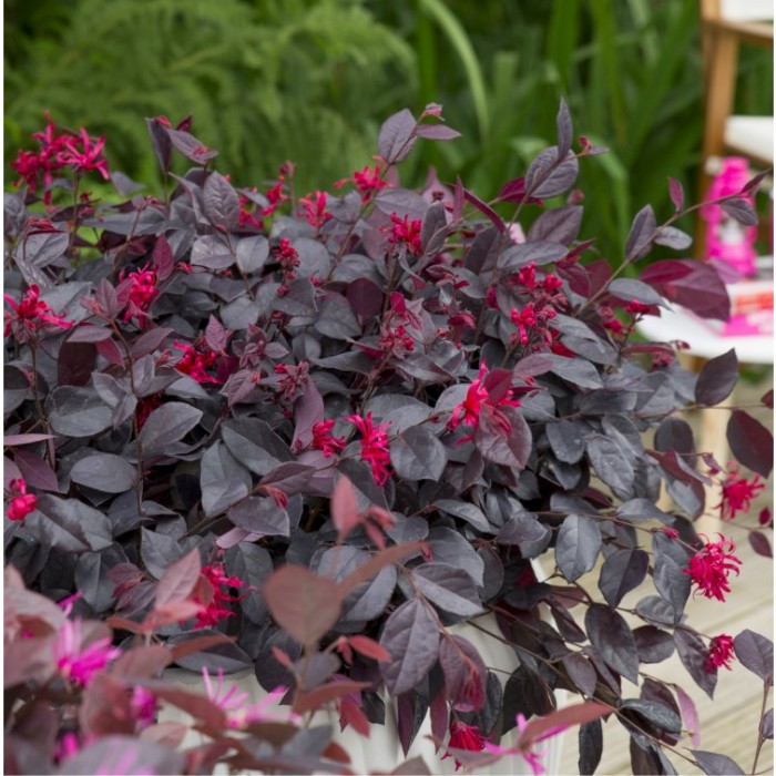 Loropetalum chinensis Ever Red (Chang Nian Hong) - Chinese Witch Hazel