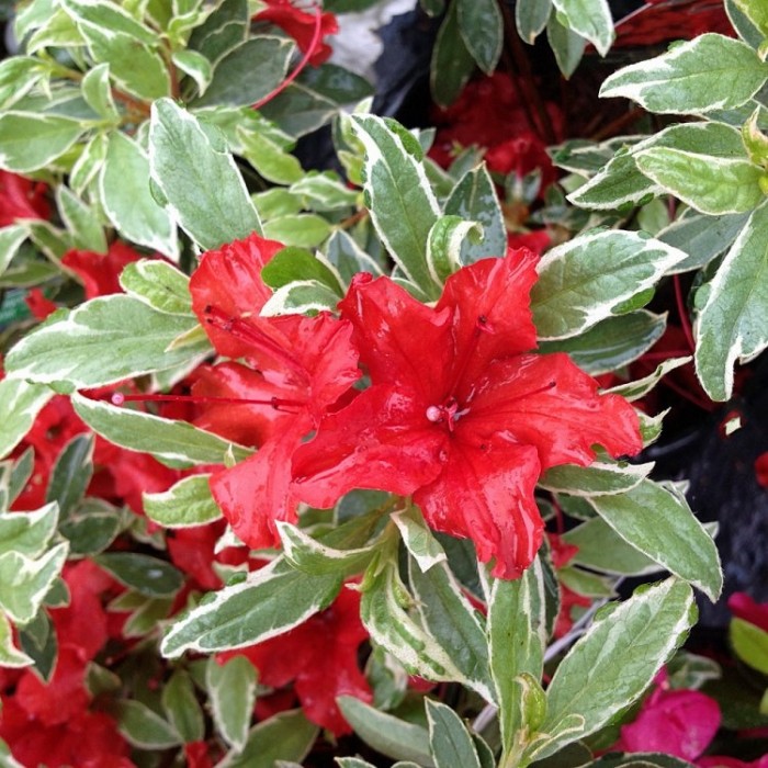 Azalea japonica Hotshot Variegata
