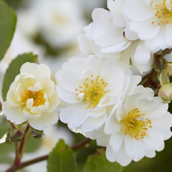 Climbing Roses for Sale UK | Gardening Express