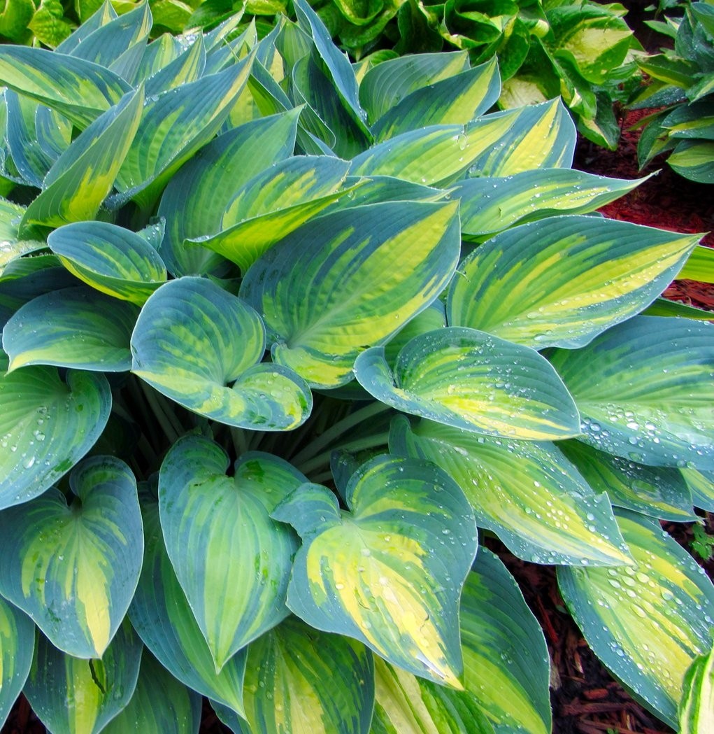 Hosta June
