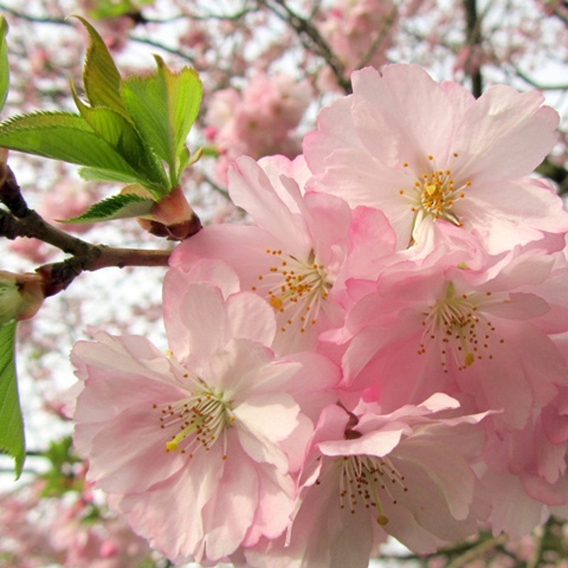 Prunus subhirtella Autumnalis Rosea - Pink Autumn Cherry Blossom