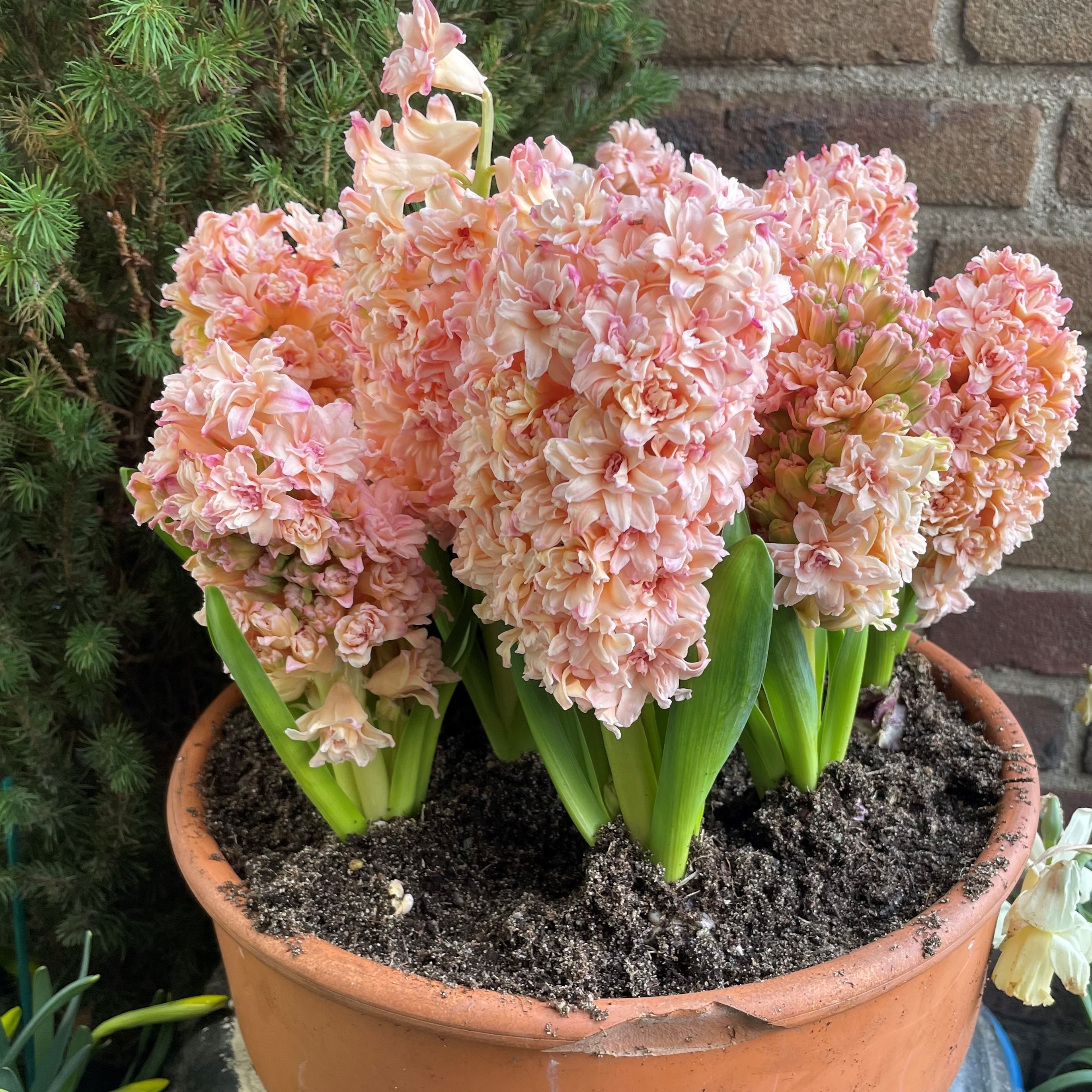 WINTER SALE - RARE Double Peach Flowering Hyacinth 'Masquerade' - Pack of 3
