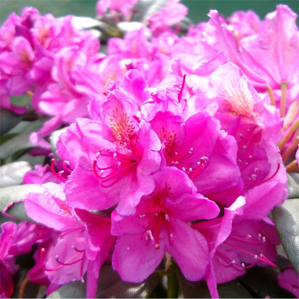 Large Flowered Rhododendron Collection - Evergreen Rhododendron Shrubs ...