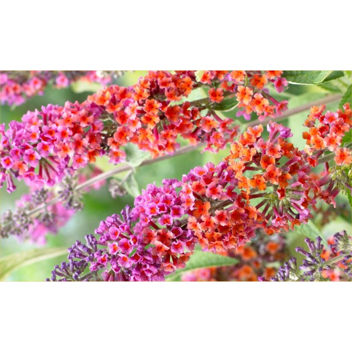 Buddleia Flower Power - Amazing Bicolour Flowered Butterfly Bush