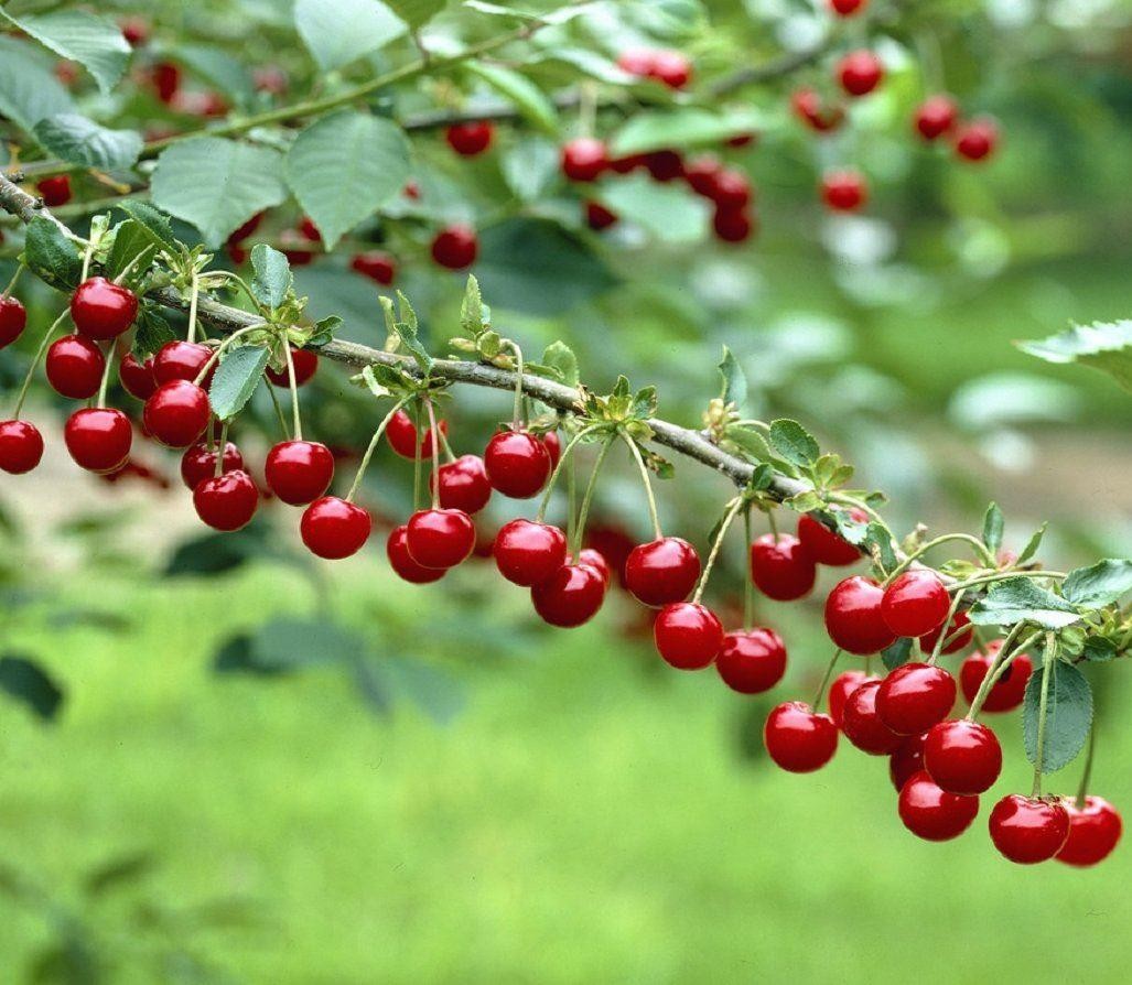CHERRY TREE - Multi-Variety Fruit Tree - CHERRY - 5 varieties on one Tree!