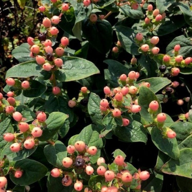 Hypericum Miracle Blossom - St Johns Wort
