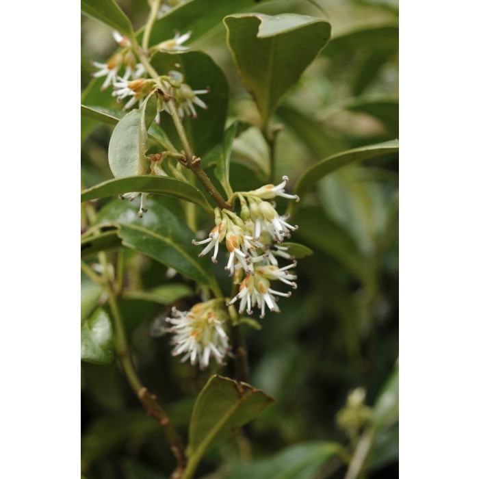 Sarcococca hookeriana humilis - Fragrant Sweet Box