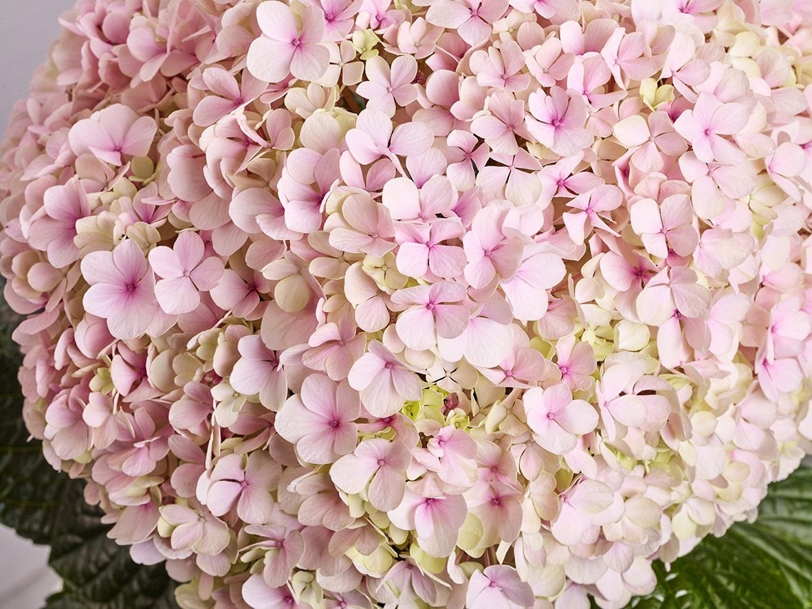 Giant Flowered Hydrangea Avant Garde - Worlds Largest Hydrangea