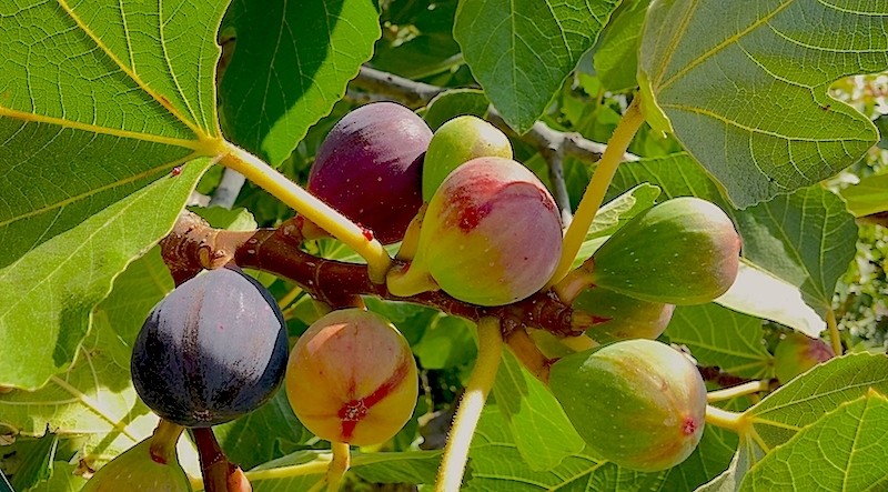 Fig - Ficus carica Sultane