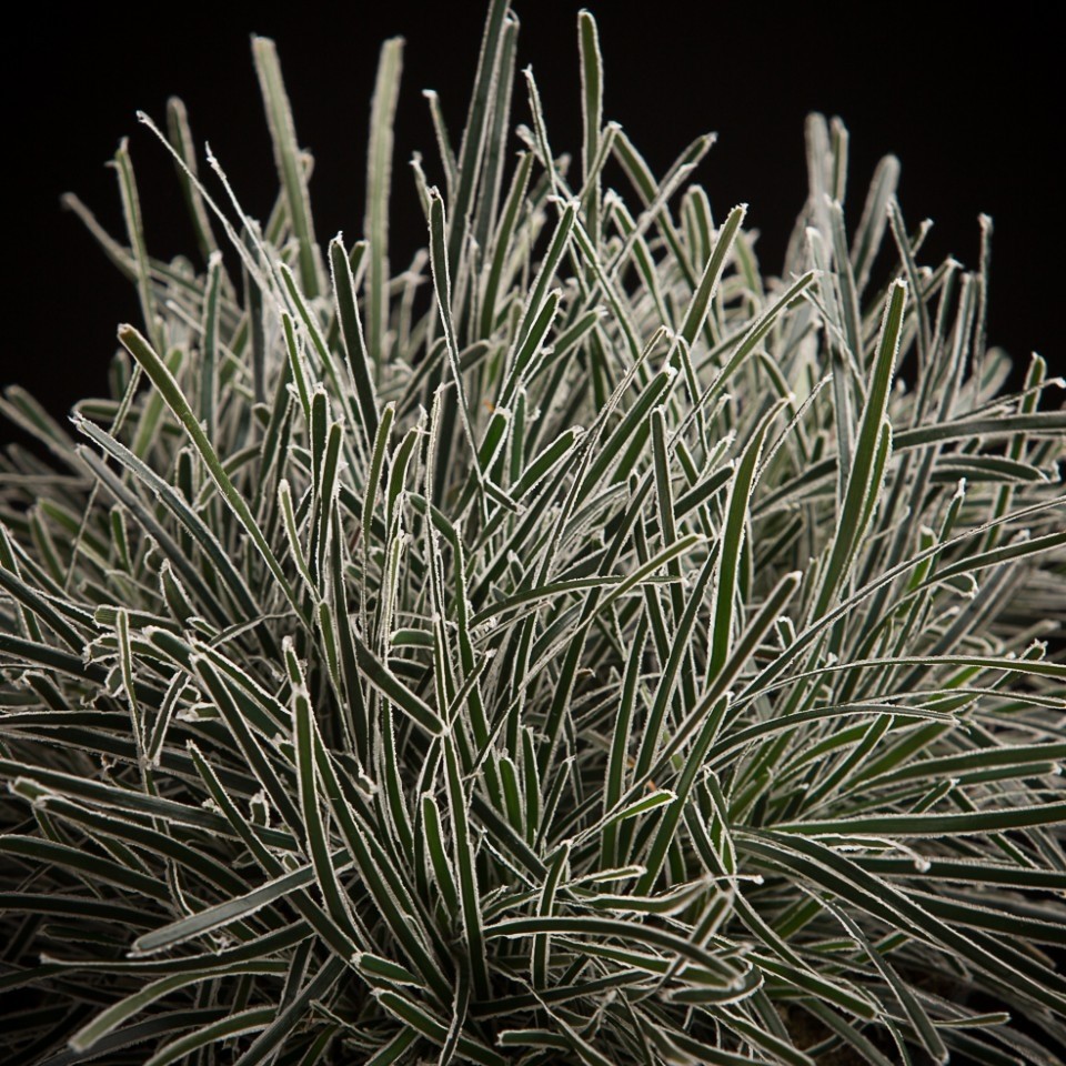 Ficinia truncata Ice Crystal