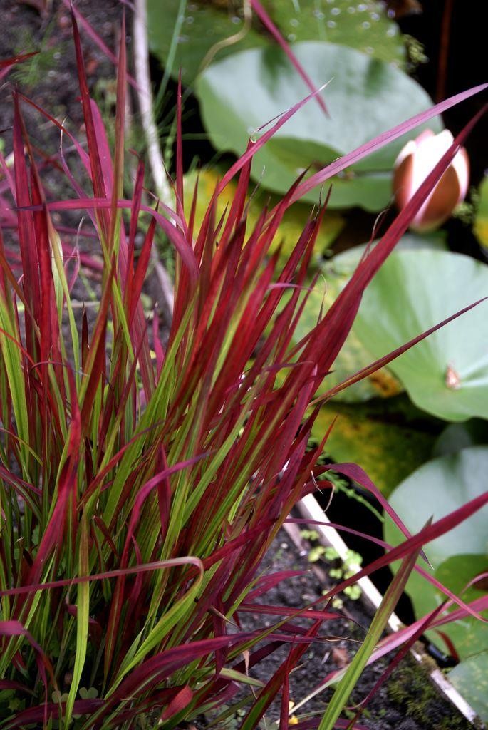Imperata cylindrica rubra Red Baron - Japanese Blood Grass