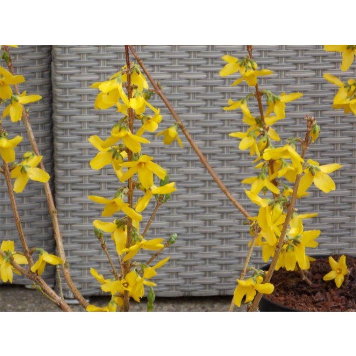 Forsythia Goldrush - Plants in Bud and Bloom
