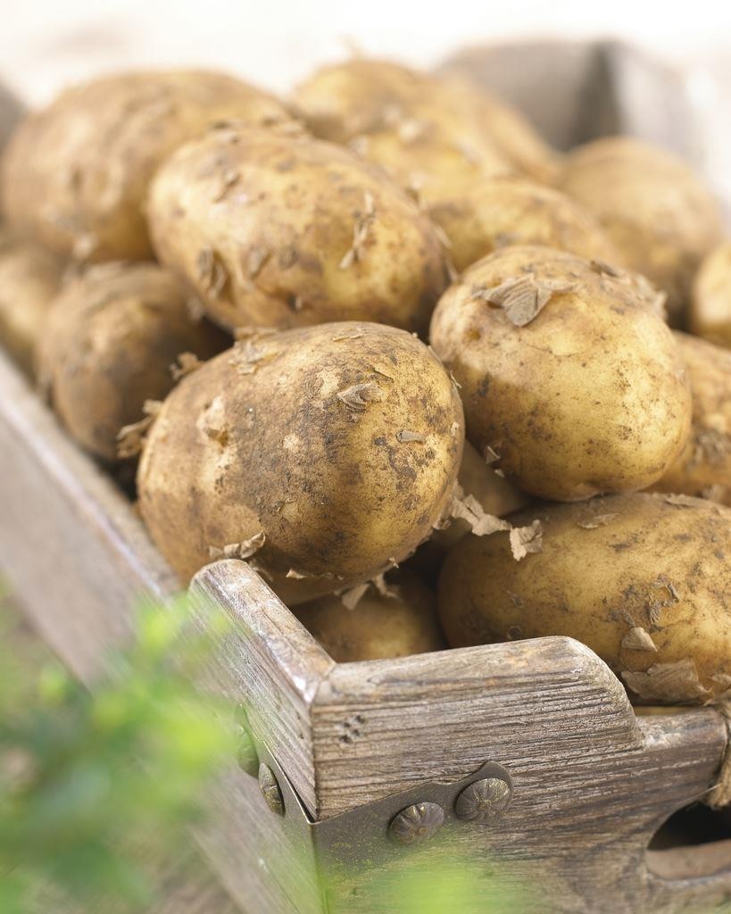 Maris Piper - Main Crop Seed Potatoes - Pack of 10