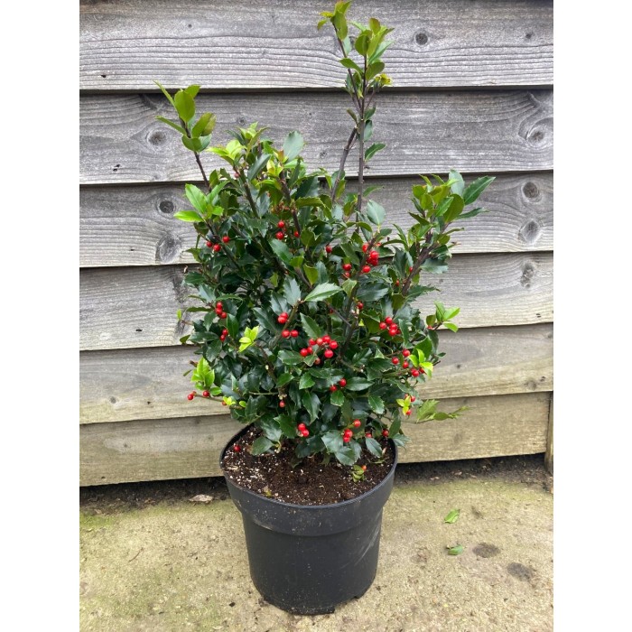 Ilex meserveae 'Blue Maid' - Evergreen Female Holly Shrub in Berry ...