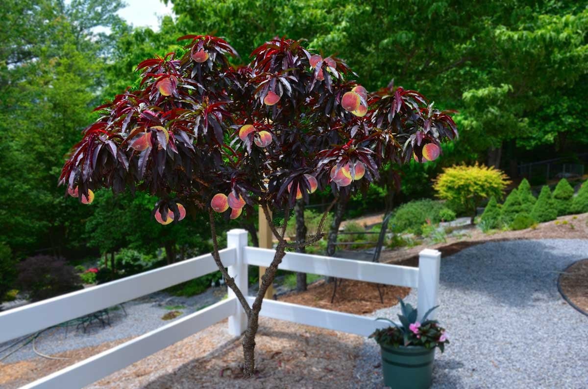 Crimson Bonfire - Red leaf Patio Peach Tree - Amazing Red leaved ...