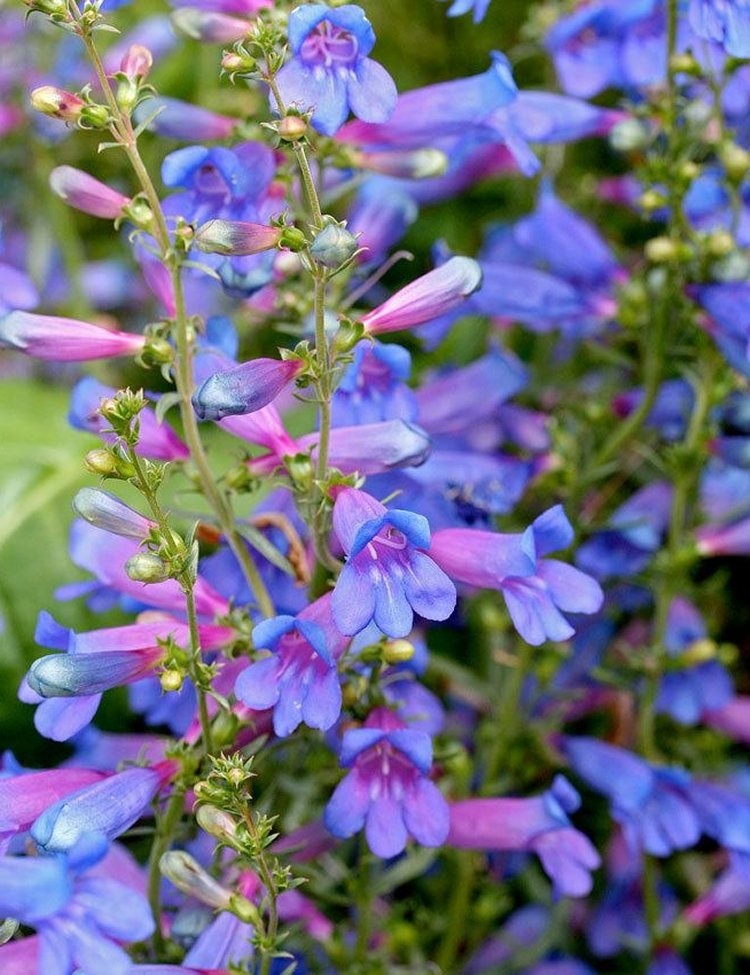 Penstemon heterophyllus Heavenly Blue Springs - Electric Blue Rock ...