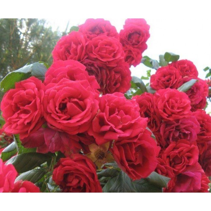 Large 6ft Specimen Climbing Rose - Rose Pauls Scarlet