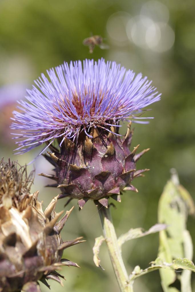Cynara cardunculus - Silver Cardoon